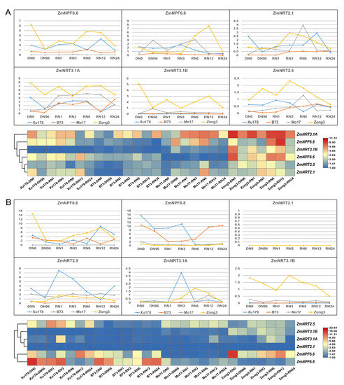 Genome-Wide Identification and Functional Analysis of Nitrate ...
