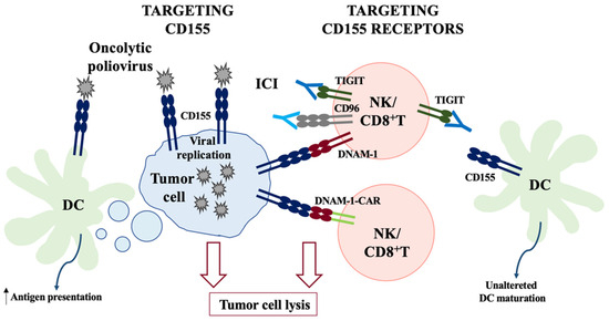 CD155 and Its Receptors as Targets for Cancer Therapy