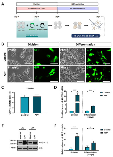 Amyloid Precursor Protein (APP) Regulates Gliogenesis and Neurogenesis ...