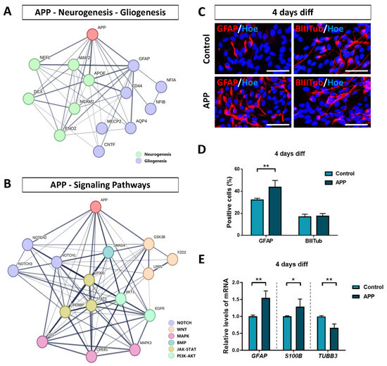 Amyloid Precursor Protein (APP) Regulates Gliogenesis and Neurogenesis ...