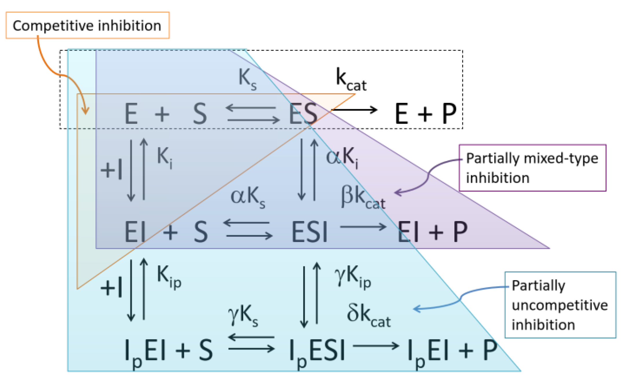 Partial Reversible Inhibition of Enzymes and Its Metabolic and Pharmaco ...