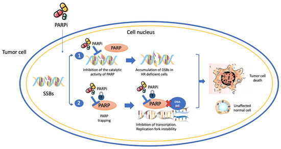 Parp Inhibitors and Radiotherapy: A New Combination for Prostate Cancer (Systematic Review)