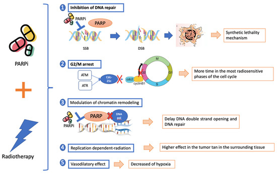 Parp Inhibitors and Radiotherapy: A New Combination for Prostate Cancer ...