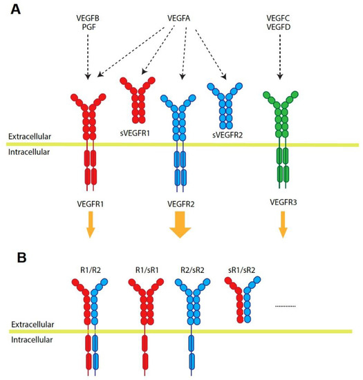 Eylea Structure