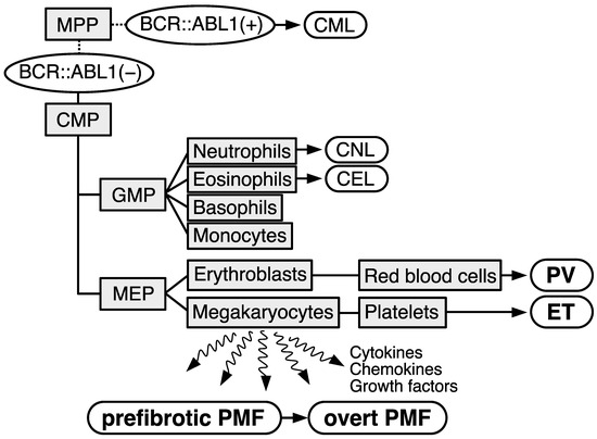 IJMS | Free Full-Text | Diagnosis- and Prognosis-Related Gene Alterations in BCR::ABL1-Negative ...