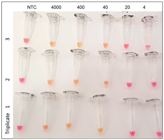 Performance of Reverse Transcription Loop-Mediated Isothermal Amplification (RT-LAMP) Targeting ...