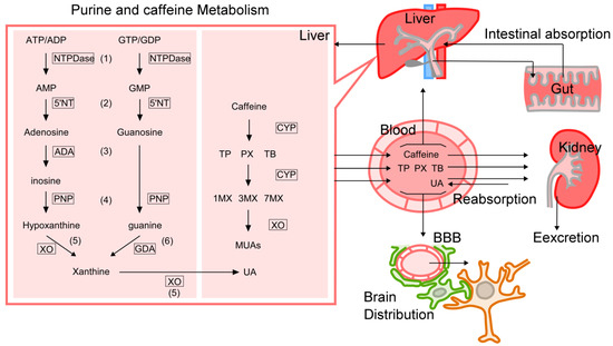 Glutathione-Mediated Neuroprotective Effect of Purine Derivatives