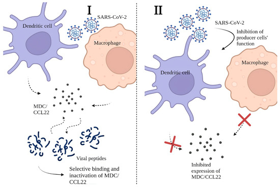 Macrophage-Derived Chemokine MDC/CCL22: An Ambiguous Finding in COVID-19