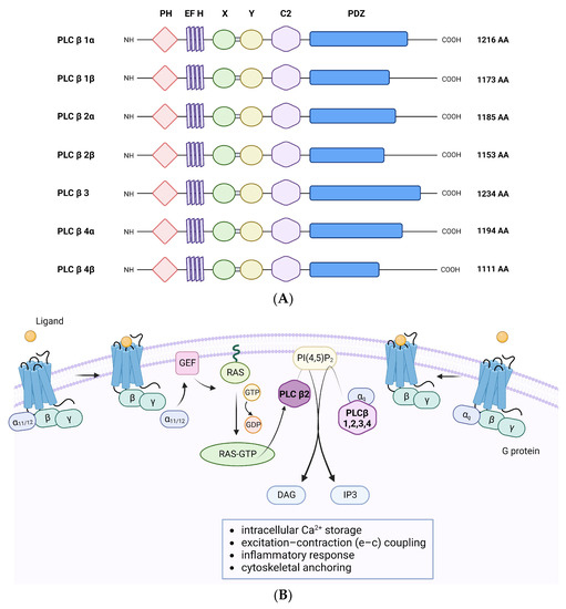 IJMS | Free Full-Text | Emerging Roles of Phospholipase C Beta Isozymes as Potential Biomarkers ...