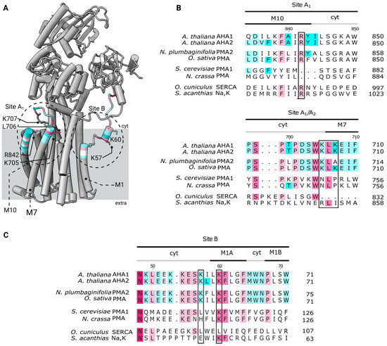 Anionic Phospholipids Stimulate the Proton Pumping Activity of the ...