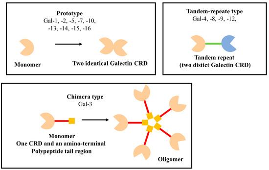 The Role of Galectin-3 in Heart Failure—The Diagnostic, Prognostic and ...