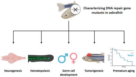 Unraveling DNA Repair Processes In Vivo: Insights from Zebrafish Studies