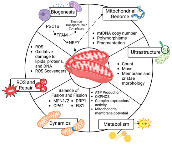 Mitochondrial Dysfunction in PCOS: Insights into Reproductive Organ Pathophysiology
