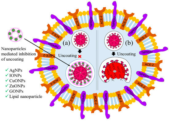 IJMS | Free Full-Text | Nano-Enabled Antivirals for Overcoming Antibody Escaped Mutations Based ...