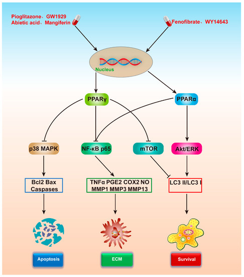 Osteoarthritis: Role of Peroxisome Proliferator-Activated Receptors