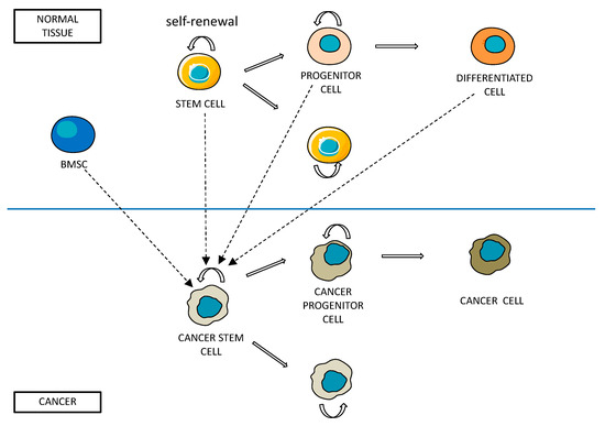 IJMS | Free Full-Text | Cancer Stem Cells in Renal Cell Carcinoma ...