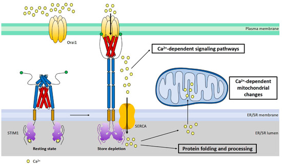 Role of STIM1 in the Regulation of Cardiac Energy Substrate Preference