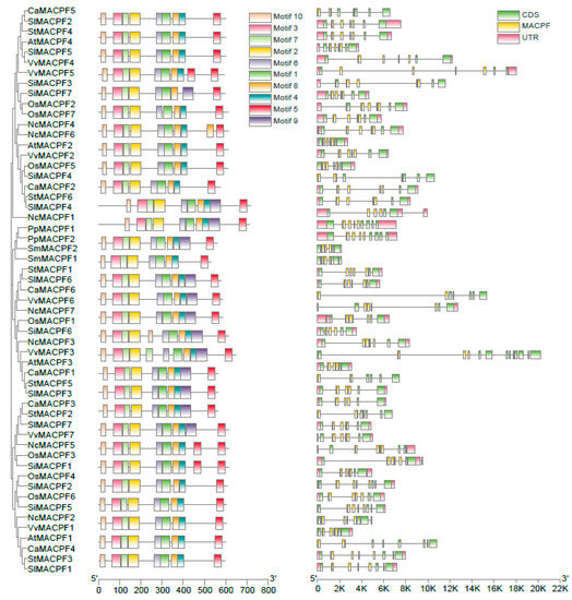 Genome-Wide Analysis of the Membrane Attack Complex and Perforin Genes and Their Expression ...