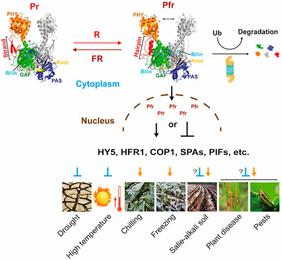IJMS | Free Full-Text | Functions of Plant Phytochrome Signaling Pathways in Adaptation to ...