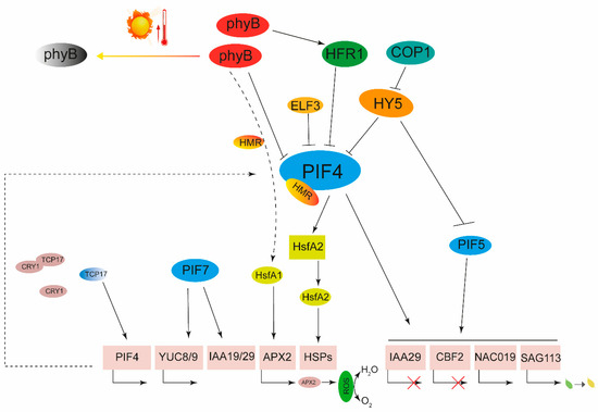 IJMS | Free Full-Text | Functions of Plant Phytochrome Signaling ...