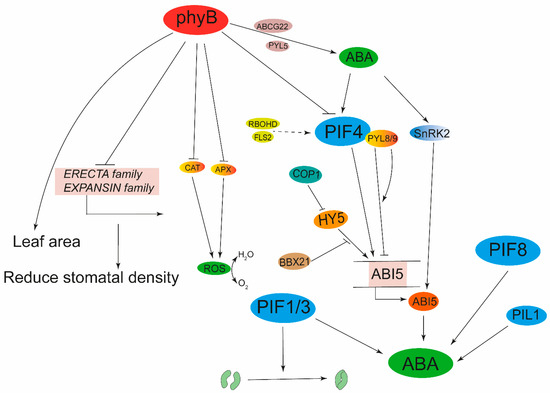 Functions of Plant Phytochrome Signaling Pathways in Adaptation to ...