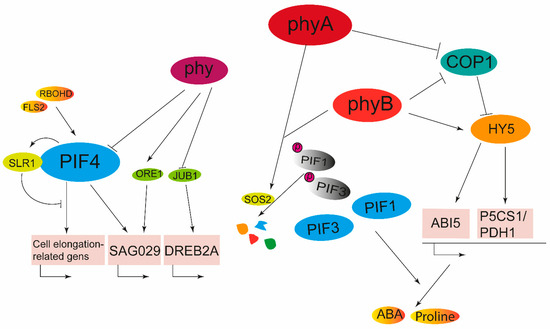 Functions of Plant Phytochrome Signaling Pathways in Adaptation to ...