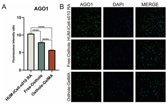 GelMA Hydrogel as a Promising Delivery System for Osthole in the ...
