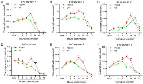 The Expression of P35 Plays a Key Role in the Difference in Apoptosis ...