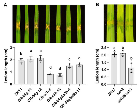 Activated Expression of Rice DMR6-like Gene OsS3H Partially Explores ...