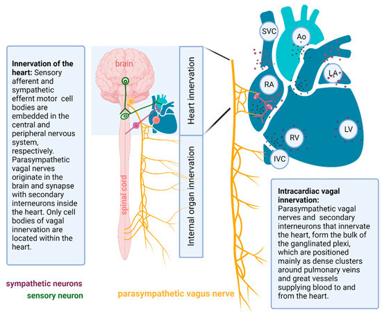 Ganglionated Plexus Ablation Procedures to Treat Vasovagal Syncope