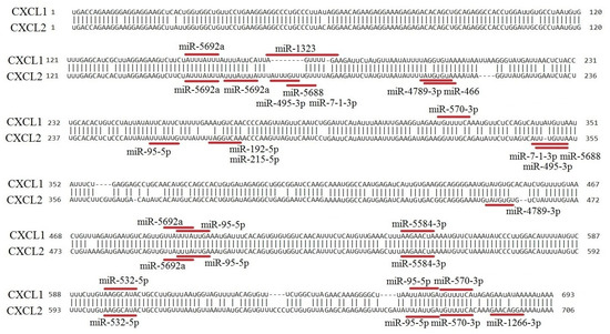 Bioinformatic Analysis of the CXCR2 Ligands in Cancer Processes
