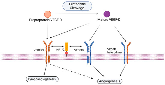 IJMS | Free Full-Text | Vascular Endothelial Growth Factor-D (VEGF-D): An Angiogenesis Bypass in ...