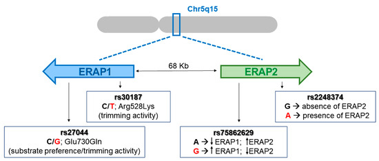 ERAP1 and ERAP2 Haplotypes Influence Suboptimal HLA-B*27:05-Restricted ...