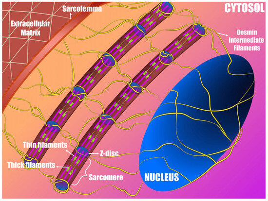 Nucleus Mechanosensing in Cardiomyocytes