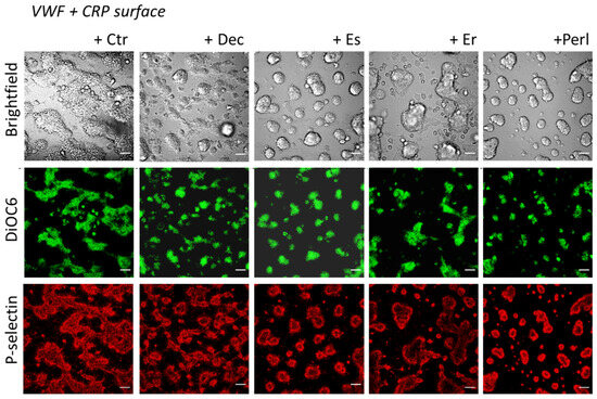 Regulation of Glycoprotein VI-Dependent Platelet Activation and ...
