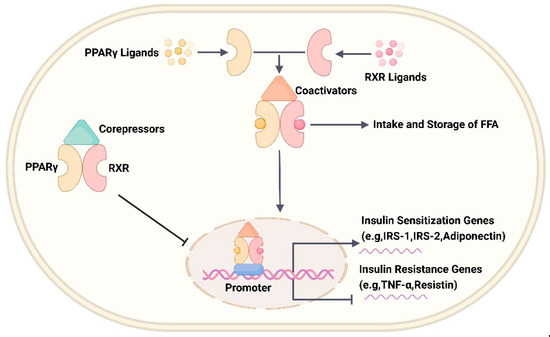 Advances in Research on Type 2 Diabetes Mellitus Targets and ...