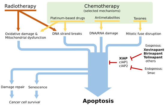 Targeting Inhibitor of Apoptosis Proteins to Overcome Chemotherapy ...