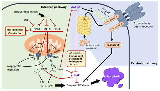 Targeting Inhibitor of Apoptosis Proteins to Overcome Chemotherapy ...