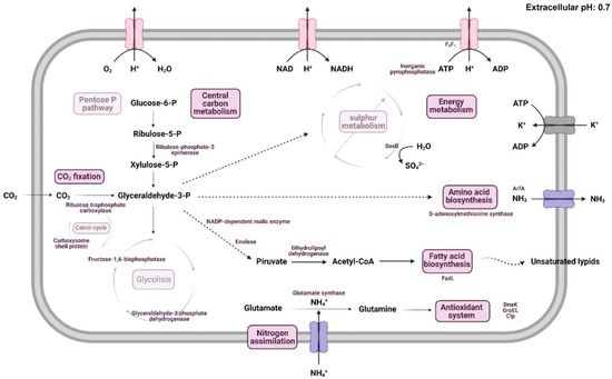 Molecular Identification and Acid Stress Response of an ...