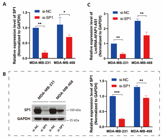 IJMS | Free Full-Text | SP1-Induced Upregulation of LncRNA AFAP1-AS1 ...