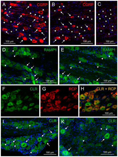The Anti-Calcitonin Gene-Related Peptide (Anti-CGRP) Antibody ...