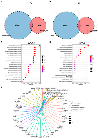 IJMS | Free Full-Text | Recurrent Implantation Failure: Bioinformatic ...