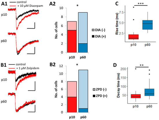 IJMS | Free Full-Text | Impact of Developmental Changes of GABAA ...