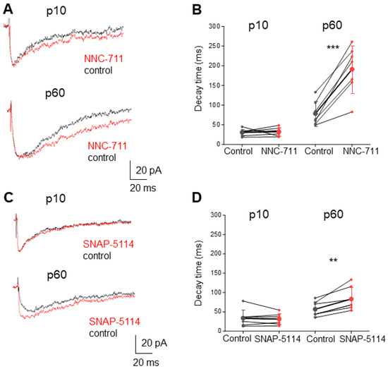 IJMS | Free Full-Text | Impact of Developmental Changes of GABAA ...