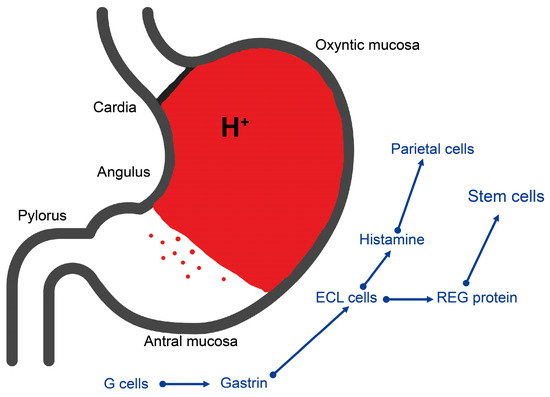 Inflammation and Digestive Cancer