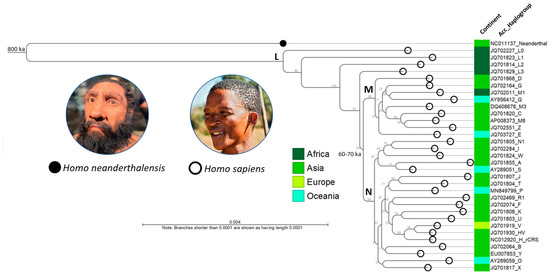 A Customized Human Mitochondrial DNA Database (hMITO DB v1.0) for Rapid ...