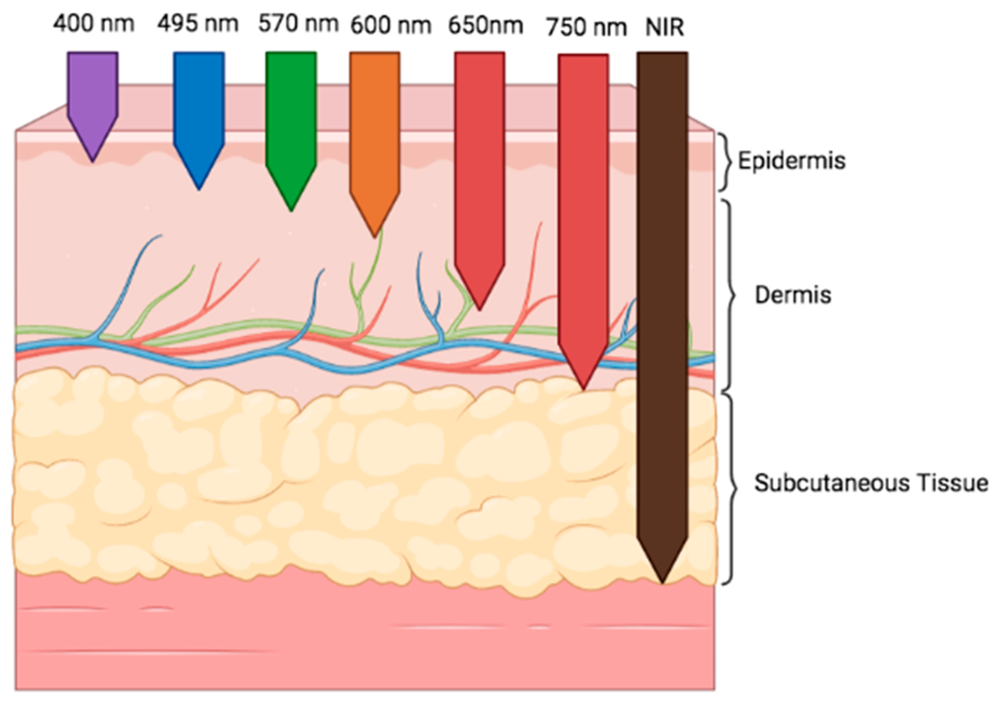 New Insights into Photobiomodulation of the Vaginal Microbiome—A ...