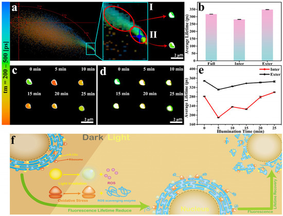 Visible-Light-Activated Carbon Dot Photocatalyst for ROS-Mediated ...