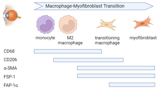 Macrophage-Myofibroblast Transition Contributes to Myofibroblast ...