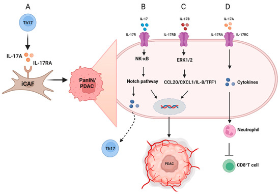 Mechanistic Insights into the Roles of the IL-17/IL-17R Families in ...